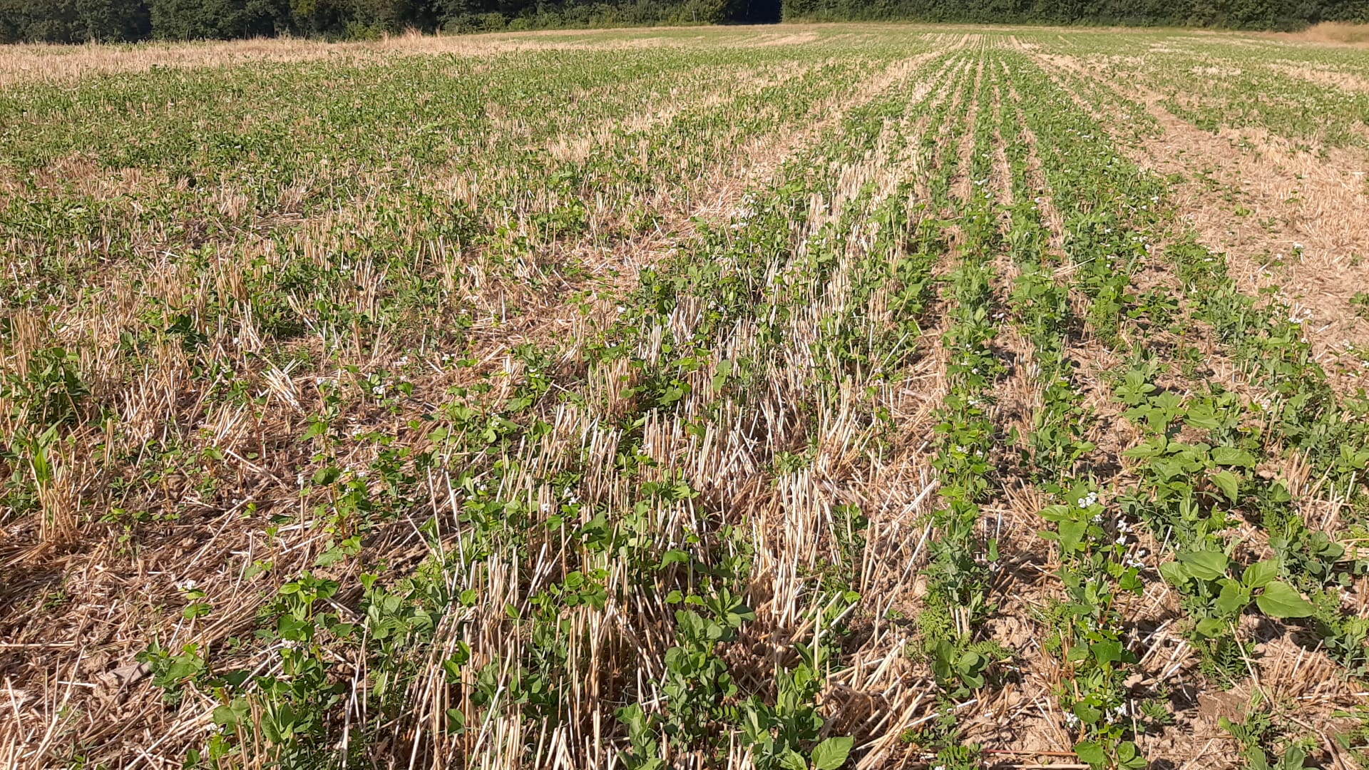 Couverts végétaux, les alliés de l'agriculture - Agriculture Durable