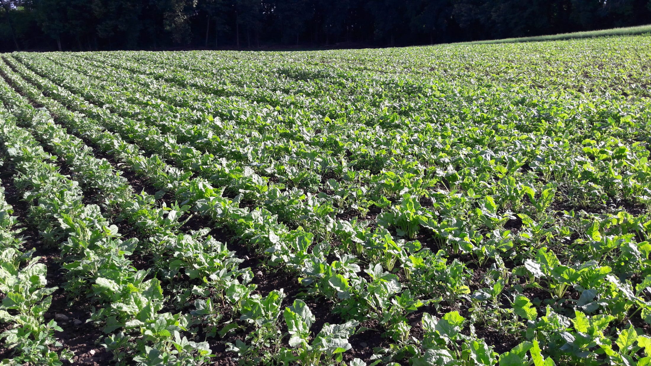 De bonnes nouvelles pour la betterave sucrière - Agriculture Durable